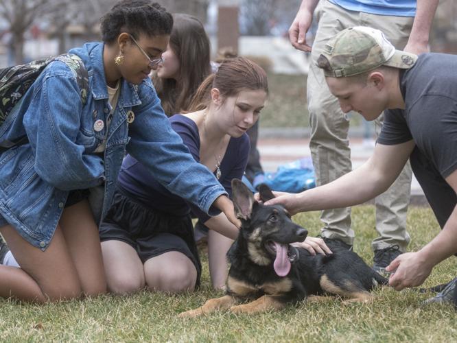 Here's a survival guide to college without your dog | University Park ...