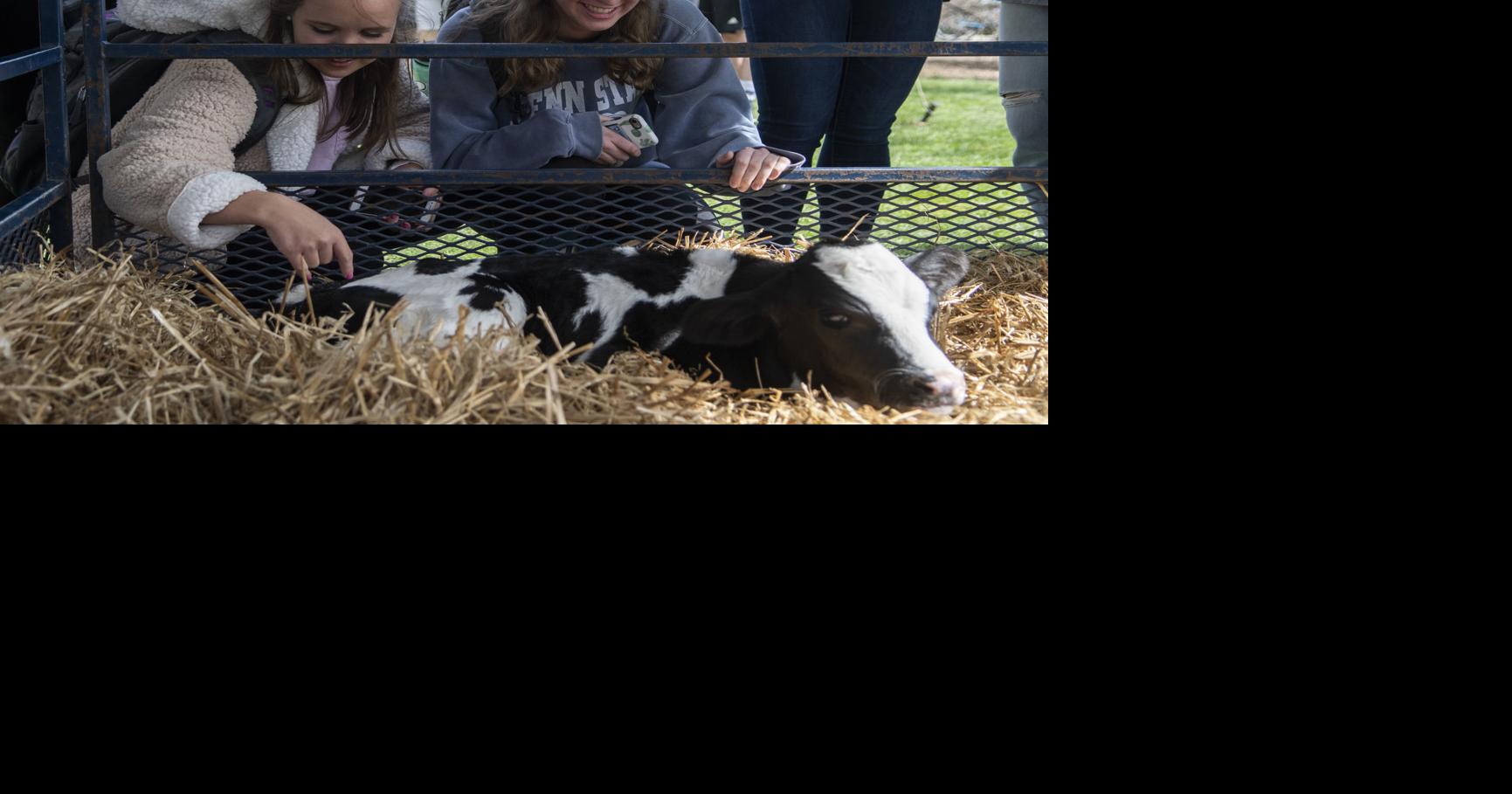 WATCH | Not just cows, plows and sows: Ag Day offers students look into ...
