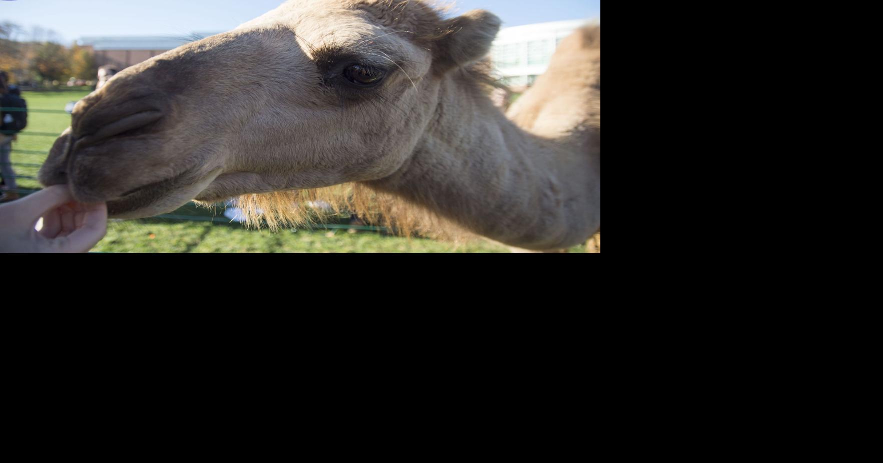 Free food, inflatables and a camel: The Best of Penn State Carnival ...