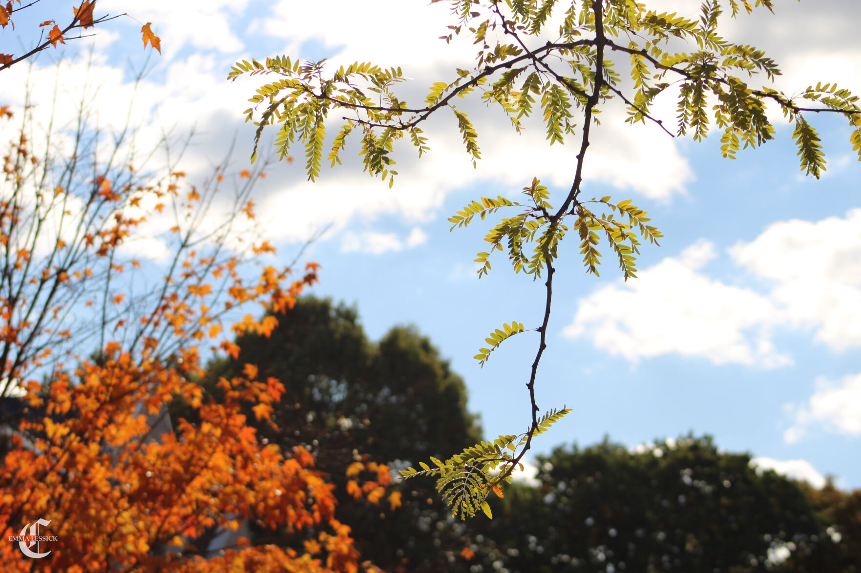 FallFeature, Tree branch | | psucollegian.com