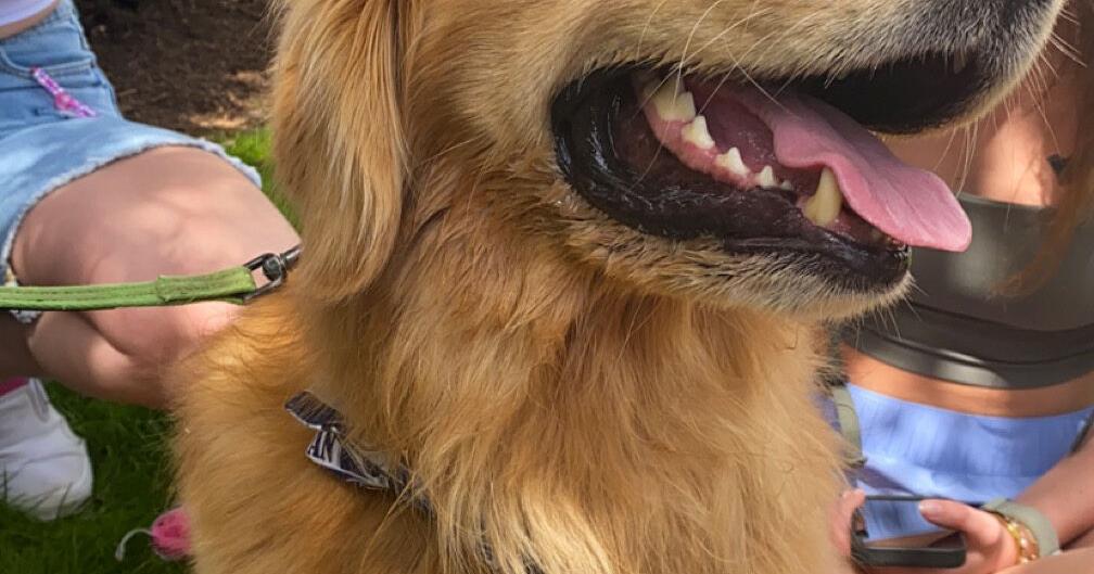 Caring Canines - Golden Retriever | | psucollegian.com