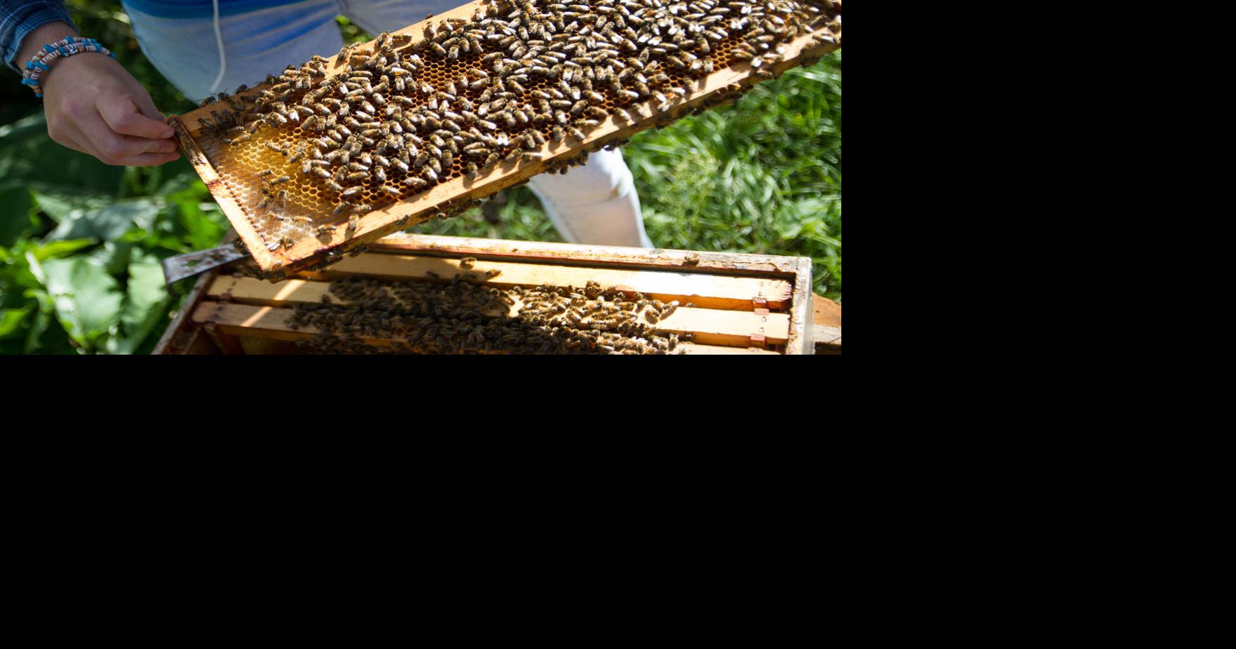 Uh huh, honey: How Penn State's Beekeepers Club is taking care of over ...