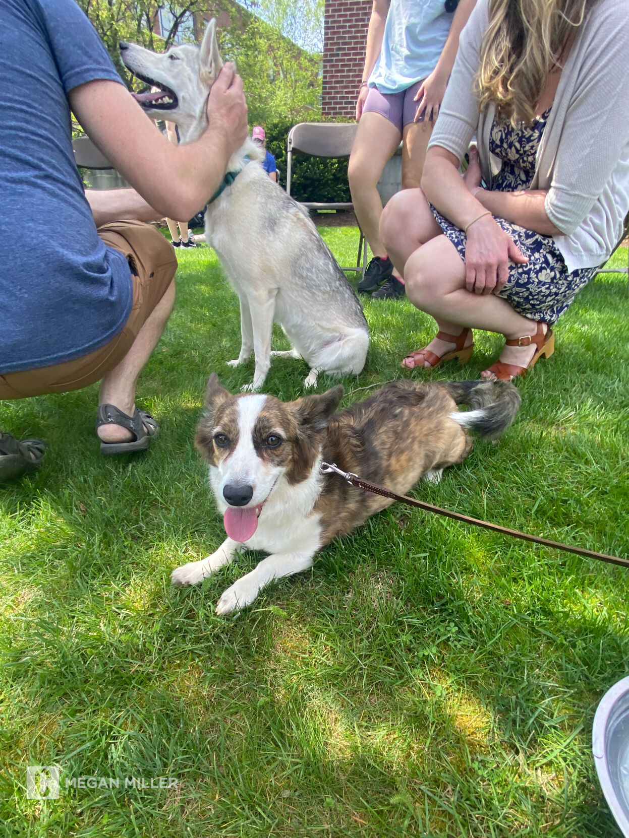 Caring Canines- Corgi | | psucollegian.com