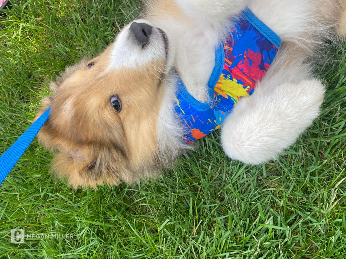 ‘Dogs are so joyful’ | Penn State CAPS hosts spring semester ‘Caring ...
