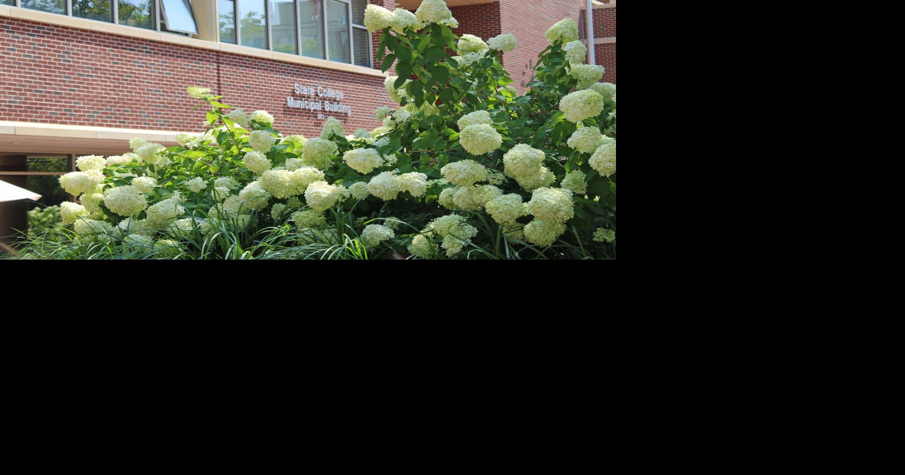 State College Borough Council approves new liquor license for downtown ...