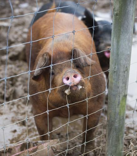 The pigs next door: Penn State students get opportunity to live, work ...