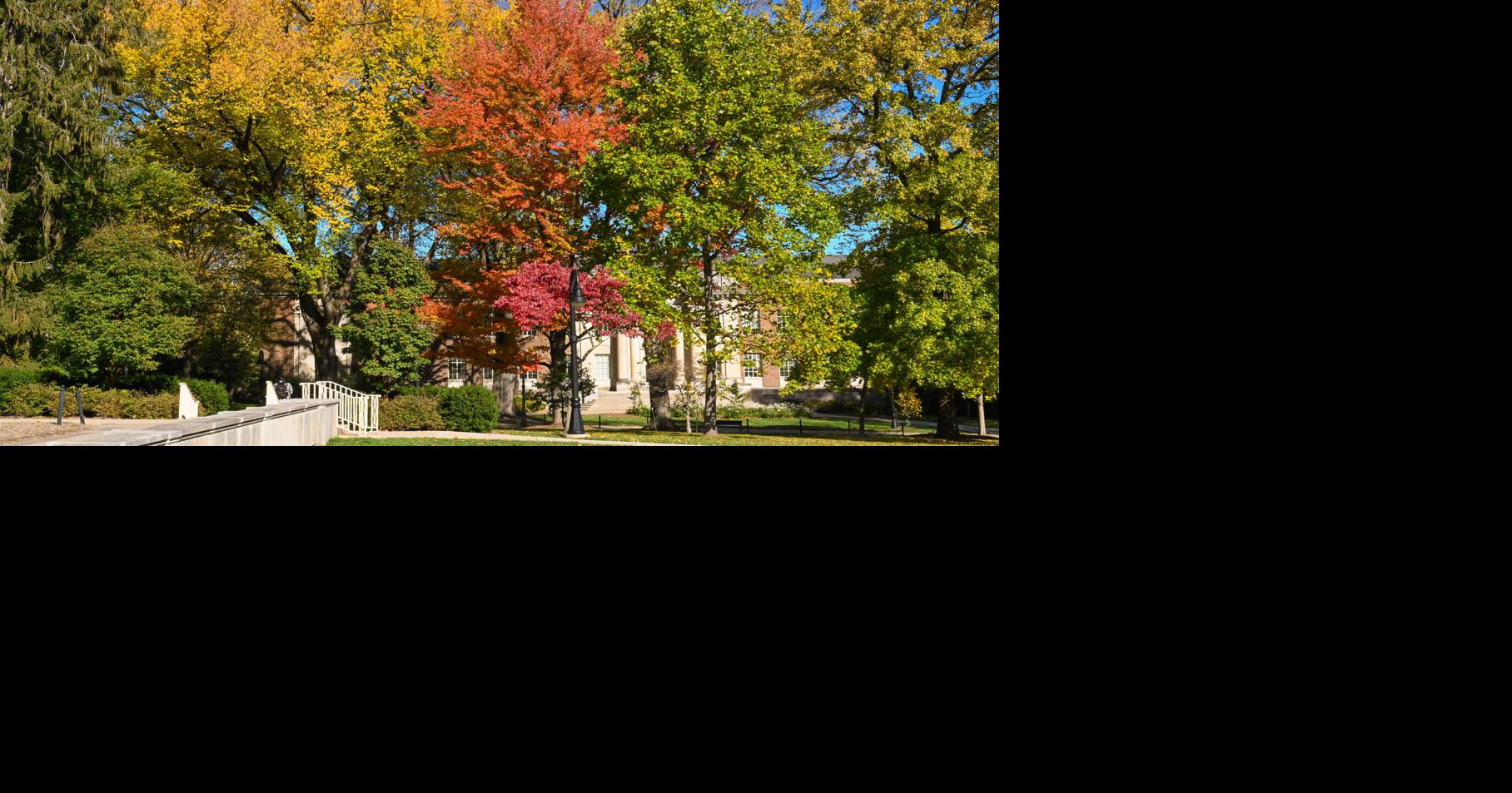 Mock Assignment, row of trees | | psucollegian.com