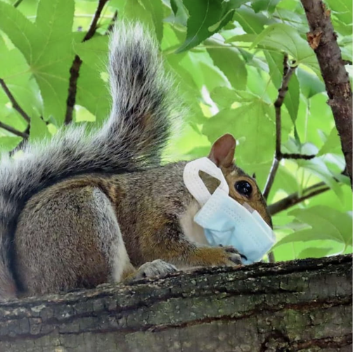 SEE IT: 'Sneezy the Squirrel' tells Penn Staters to wear masks amid ...