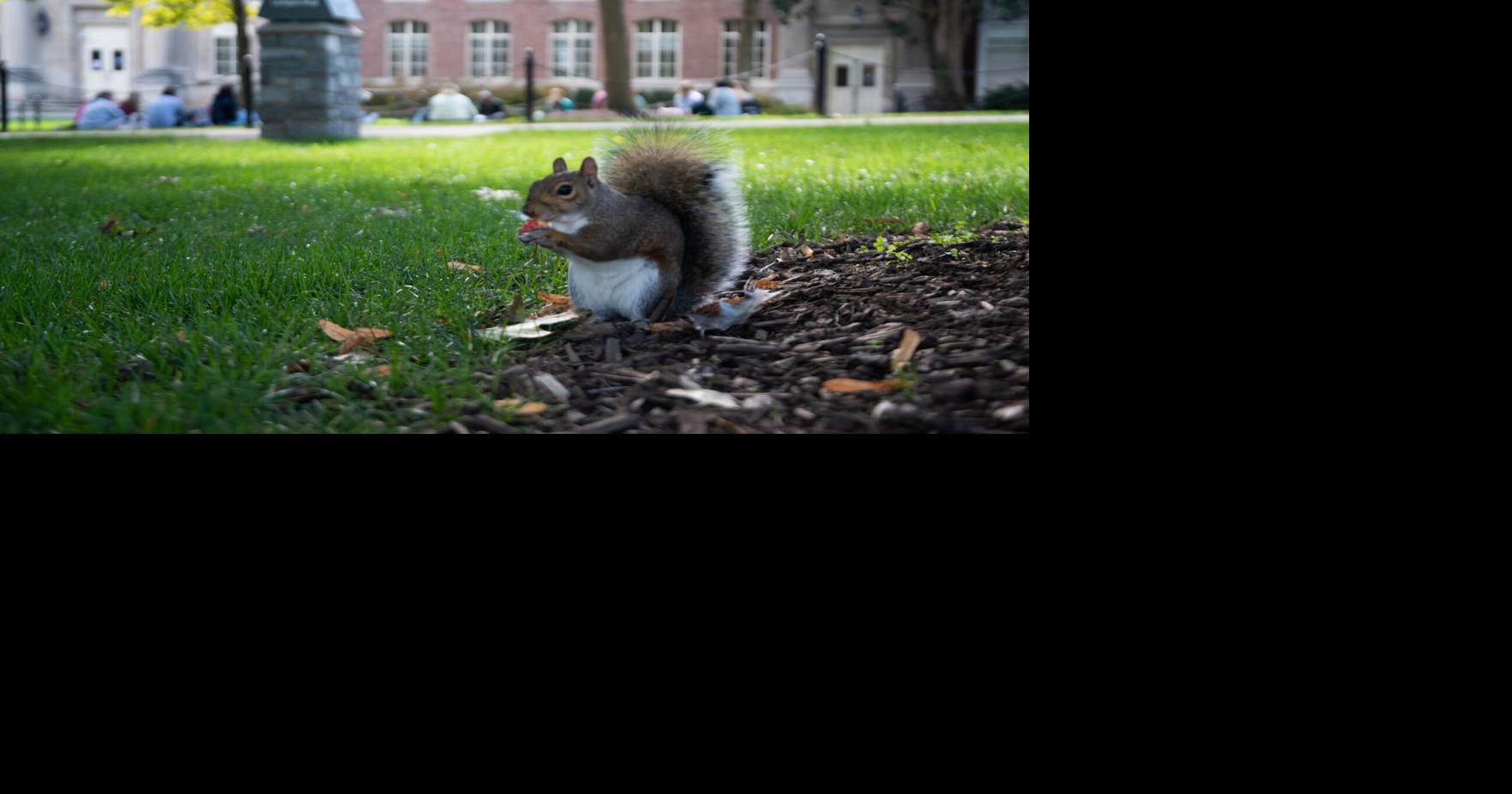 Going nuts | Students, experts talk Penn State squirrels | University ...