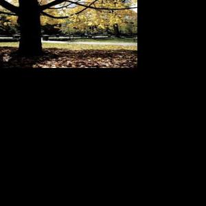 Acorn abundance result of the oak tree 'mast year' | Archived News ...