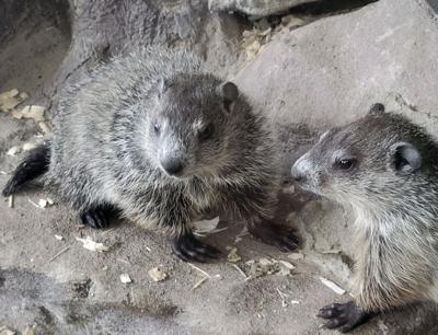 Introducing...Sunny and Shadow! Punxsy Phil’s babies receive their ...