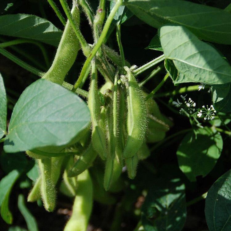 Grow Edamame for better health and nutrition | News ...