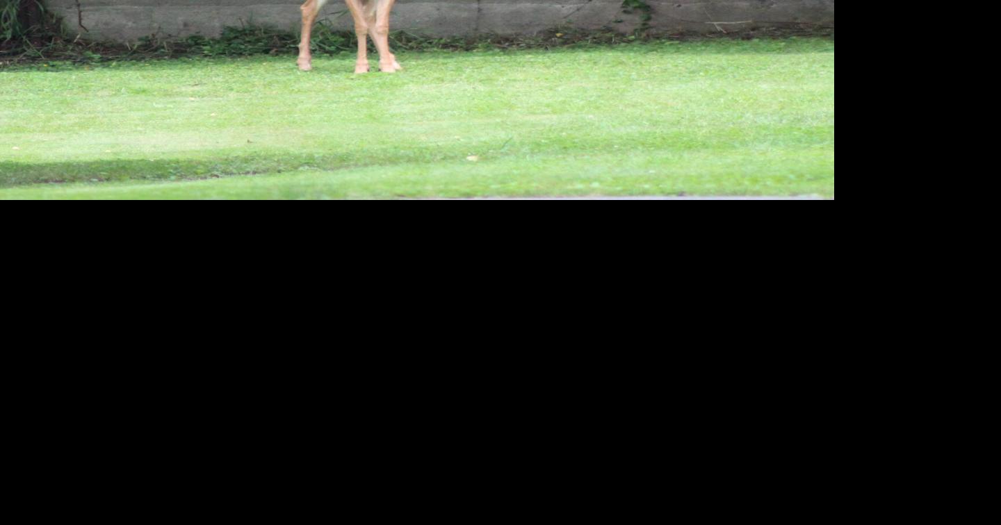 What hunters should know about 2021-22 doe licenses | News ...