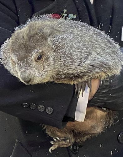 groundhog shadow or not