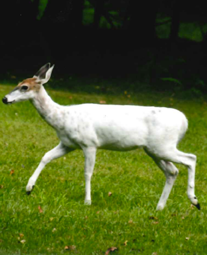 Albino deer pays a rare visit to area resident’s yard | News ...
