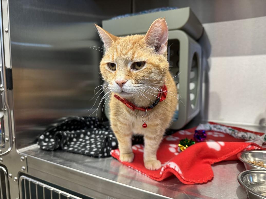 New Humane Society opens, will serve Greater Lafayette | General News ...