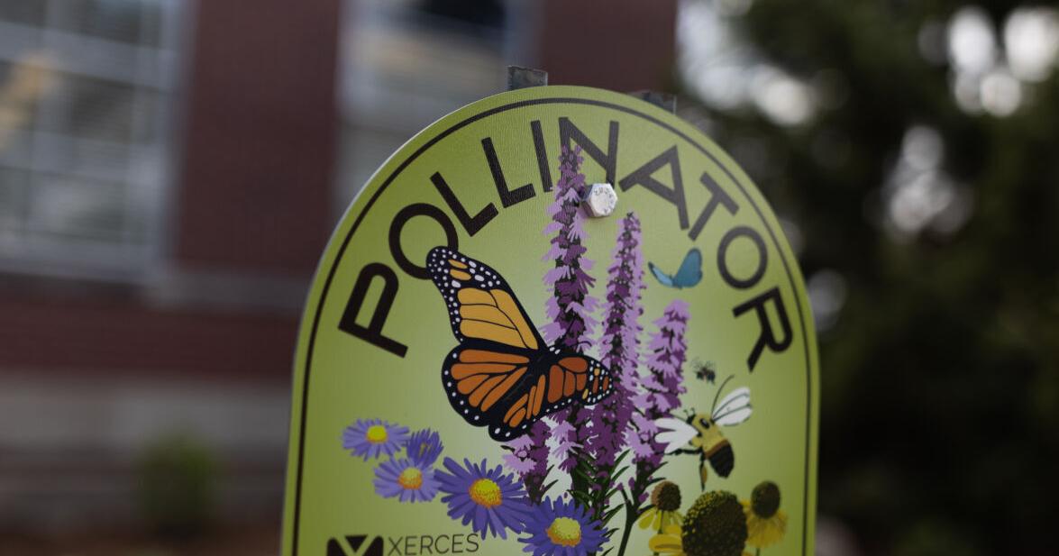 Pollinator garden Purdue sustainability groups together | Campus ...