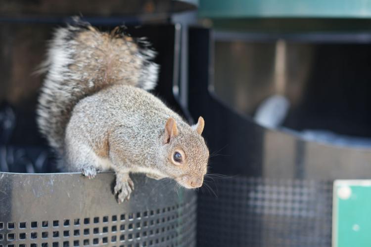 Before I retire, here's one last Squirrel of the Week | Creative Edition | purdueexponent.org