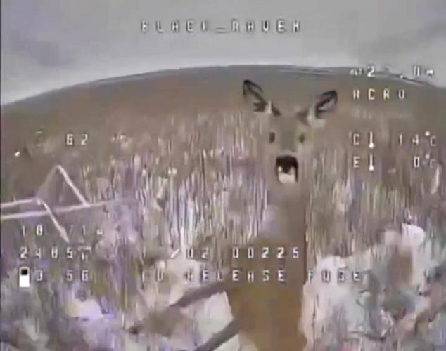 Deer has close call with Ukrainian drone | National | purdueexponent.org