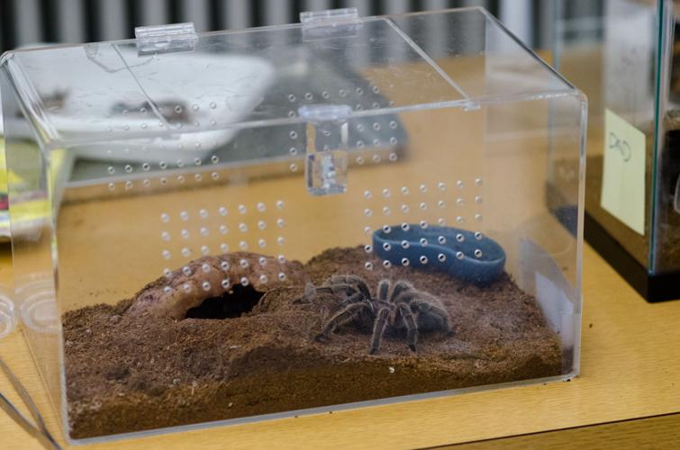 tomas tarantula