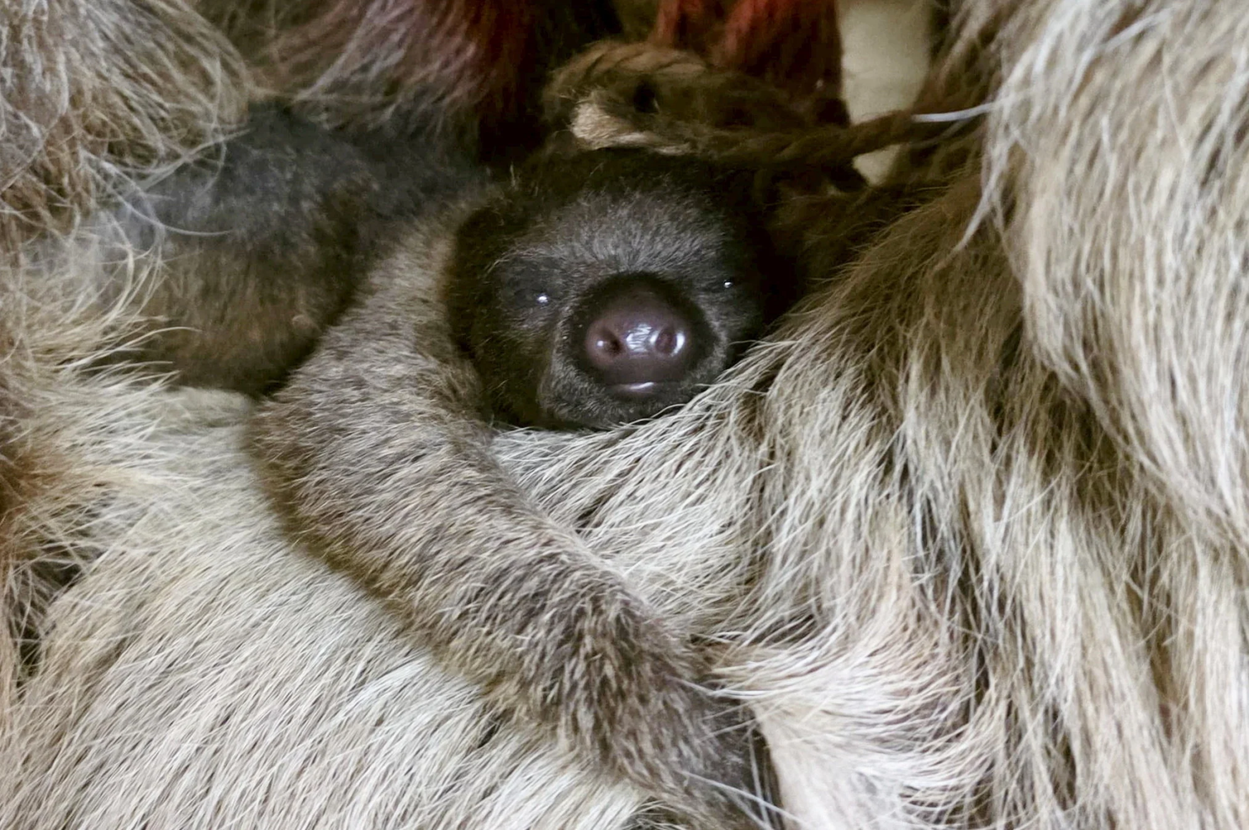 Second-oldest sloth becomes father again at 35 years old | National ...