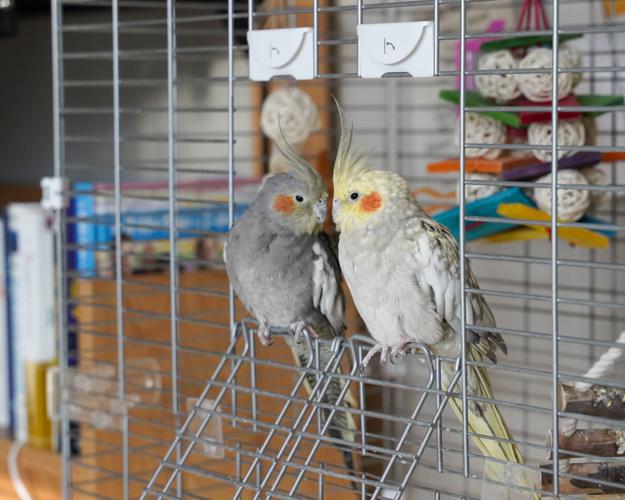Students struggle to register emotional support animals | Campus ...