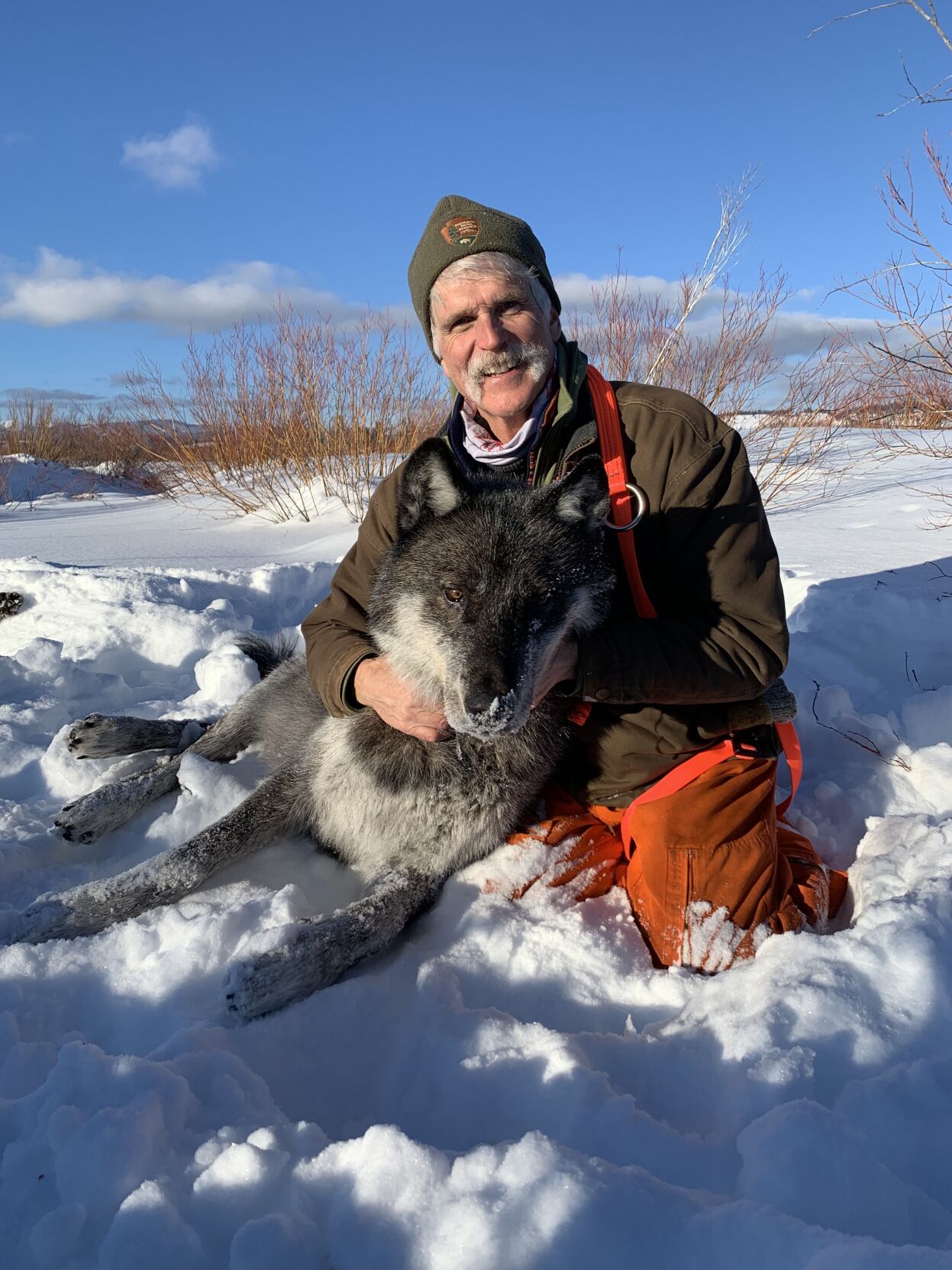 Yellowstone wolf biologist returns to Wolf Park | City & State | purdueexponent.org