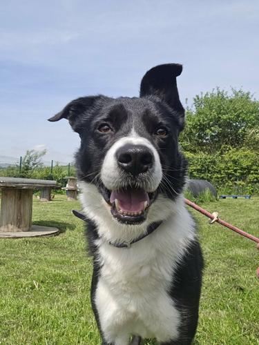 Dog tired of sheep life now wants to be with humans | National ...