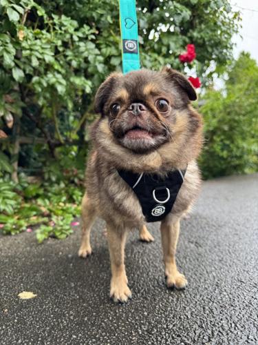 Fans of TikTok famous dog raising funds to pay for pug’s hospital bills ...