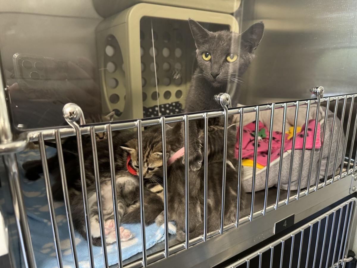 New Humane Society opens, will serve Greater Lafayette | General News ...