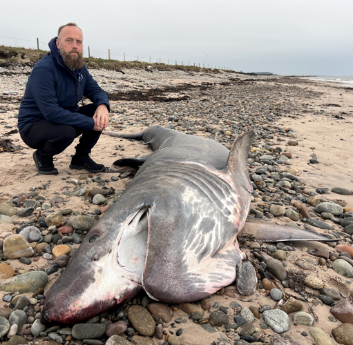 Plastic pollution putting killer whales and sharks most at risk | National | purdueexponent.org