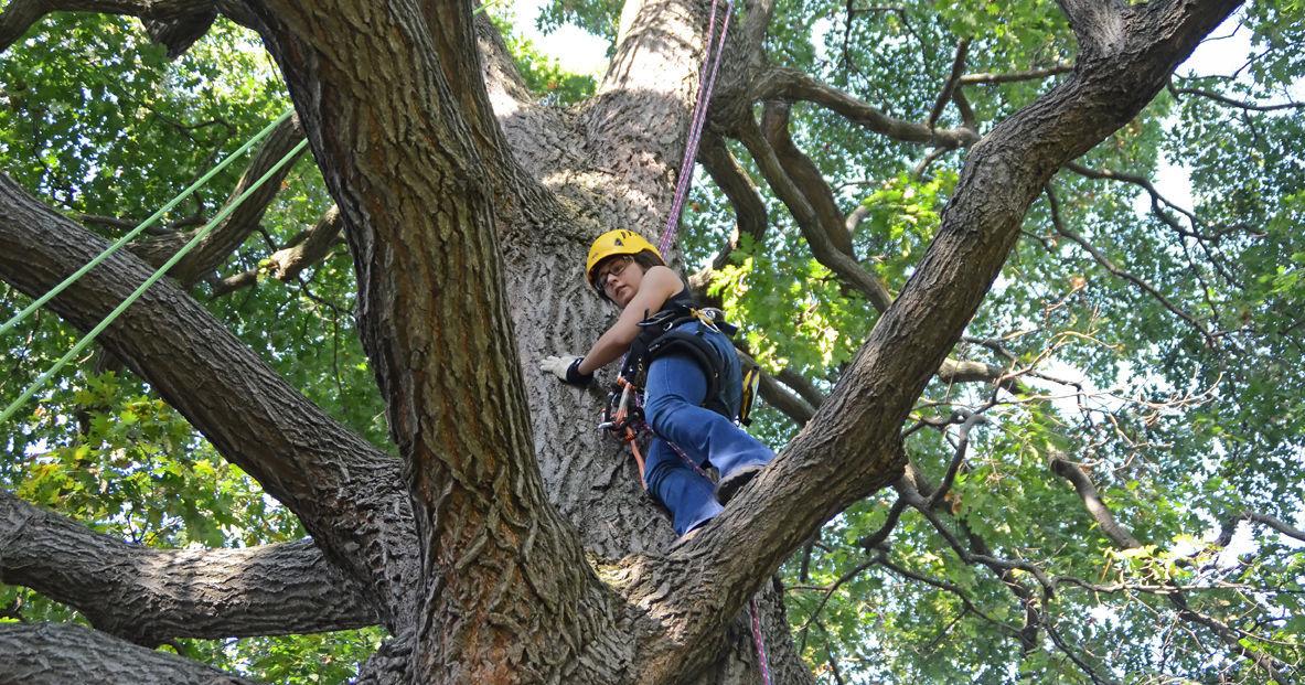 There's more to tree climbing than just the view | Features ...