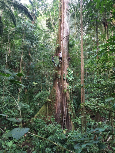 Study finds Amazon trees growing bigger despite climate change | National | purdueexponent.org
