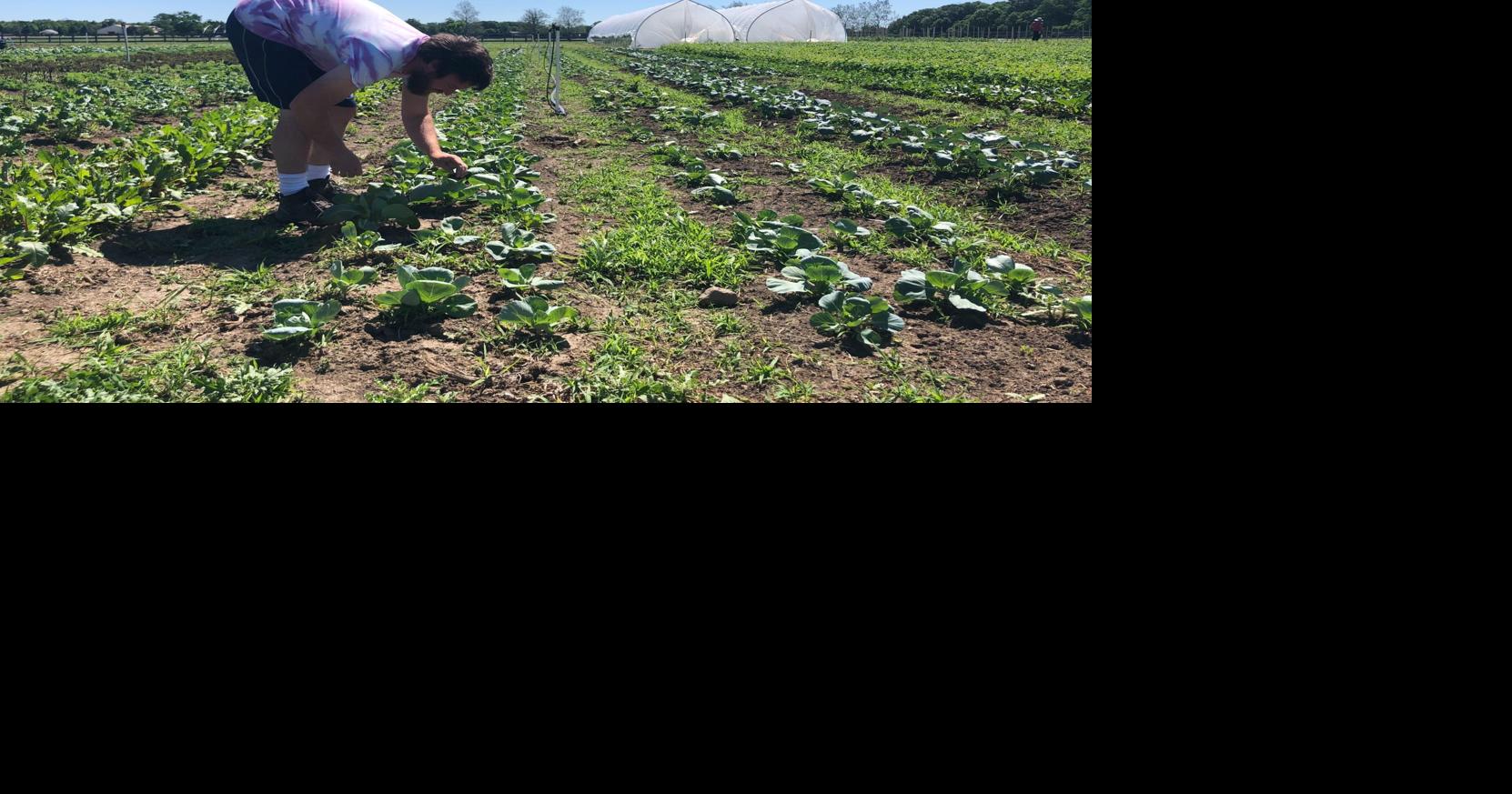 Student farm continues to grow greens, despite losing money | Campus | purdueexponent.org