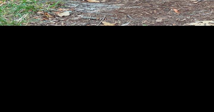 Squirrel of the Week: Back to school | Multimedia | purdueexponent.org