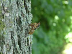 Cicadas arrive in central Indiana | Campus | purdueexponent.org