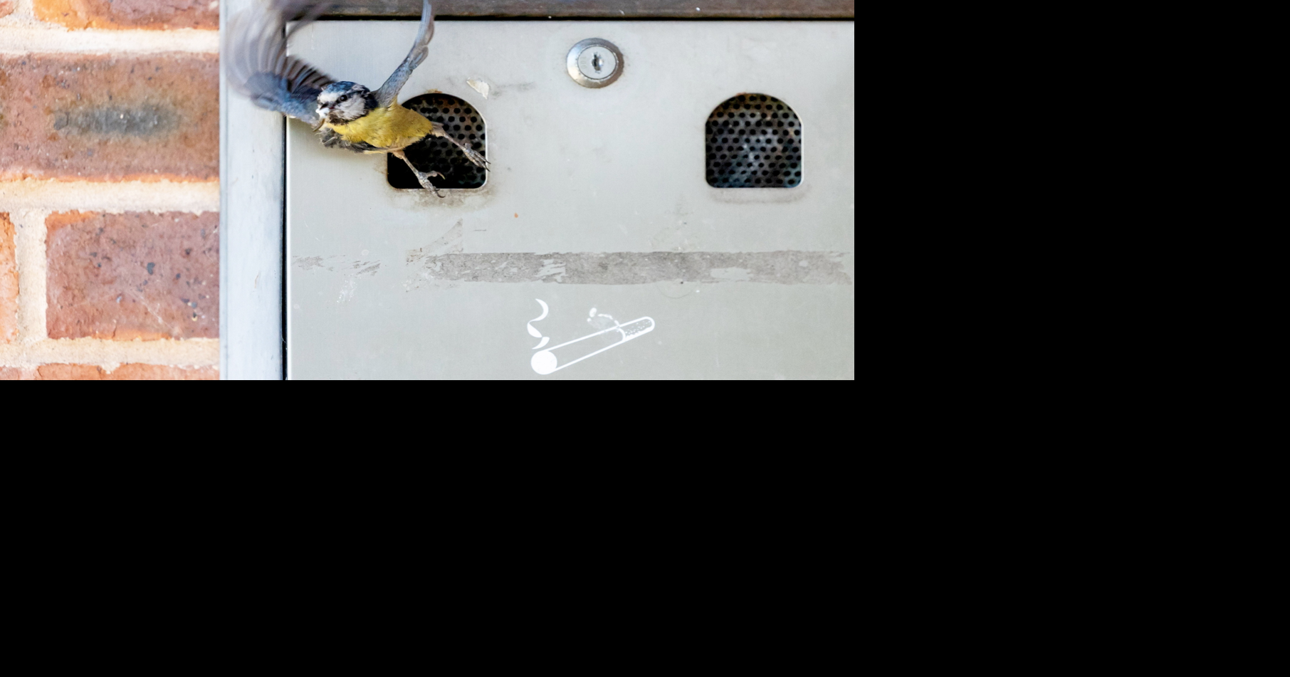 Blue tits set up nest in village’s ashtray | National | purdueexponent.org