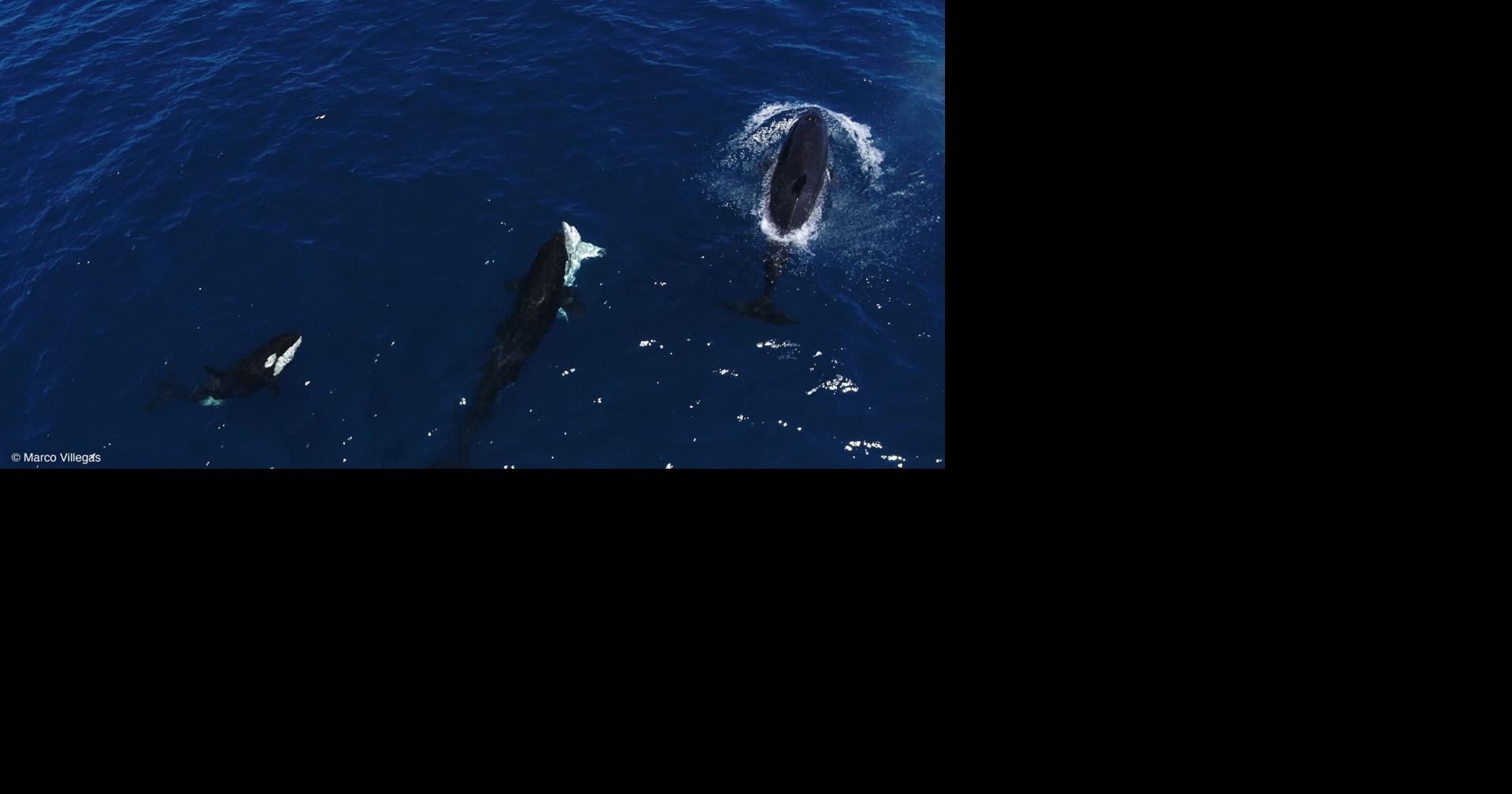 Killer whales caught on camera hunting down and eating great white ...