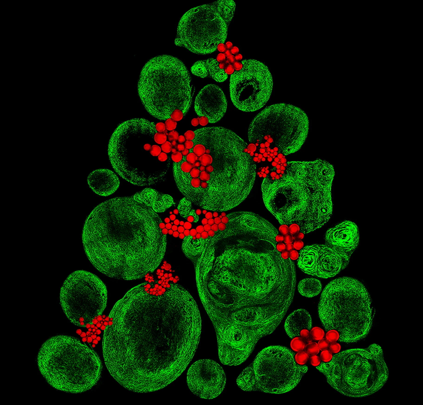 Scientists reveal microscopic ‘Christmas Tree’ in stunning photos ...