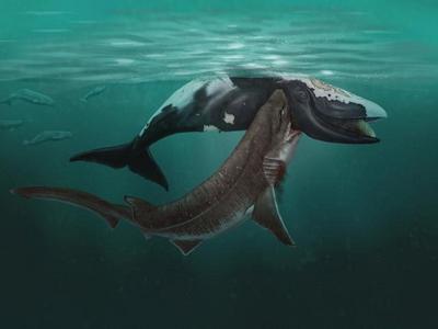 Scientists find shark teeth in ancient whale skulls | National ...