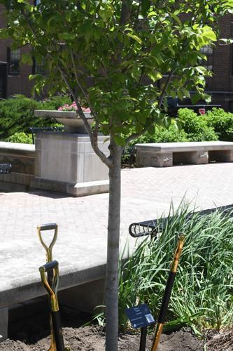 Purdue ends five year plan, plants 3,738th tree | Campus ...