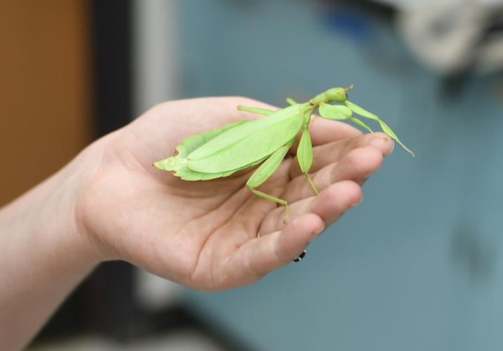 Bug out at the Bug Bowl | Campus | purdueexponent.org