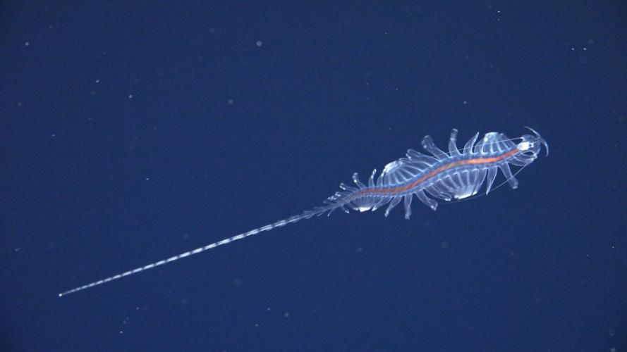 Deep-sea mission uncovers 31 new species | National | purdueexponent.org