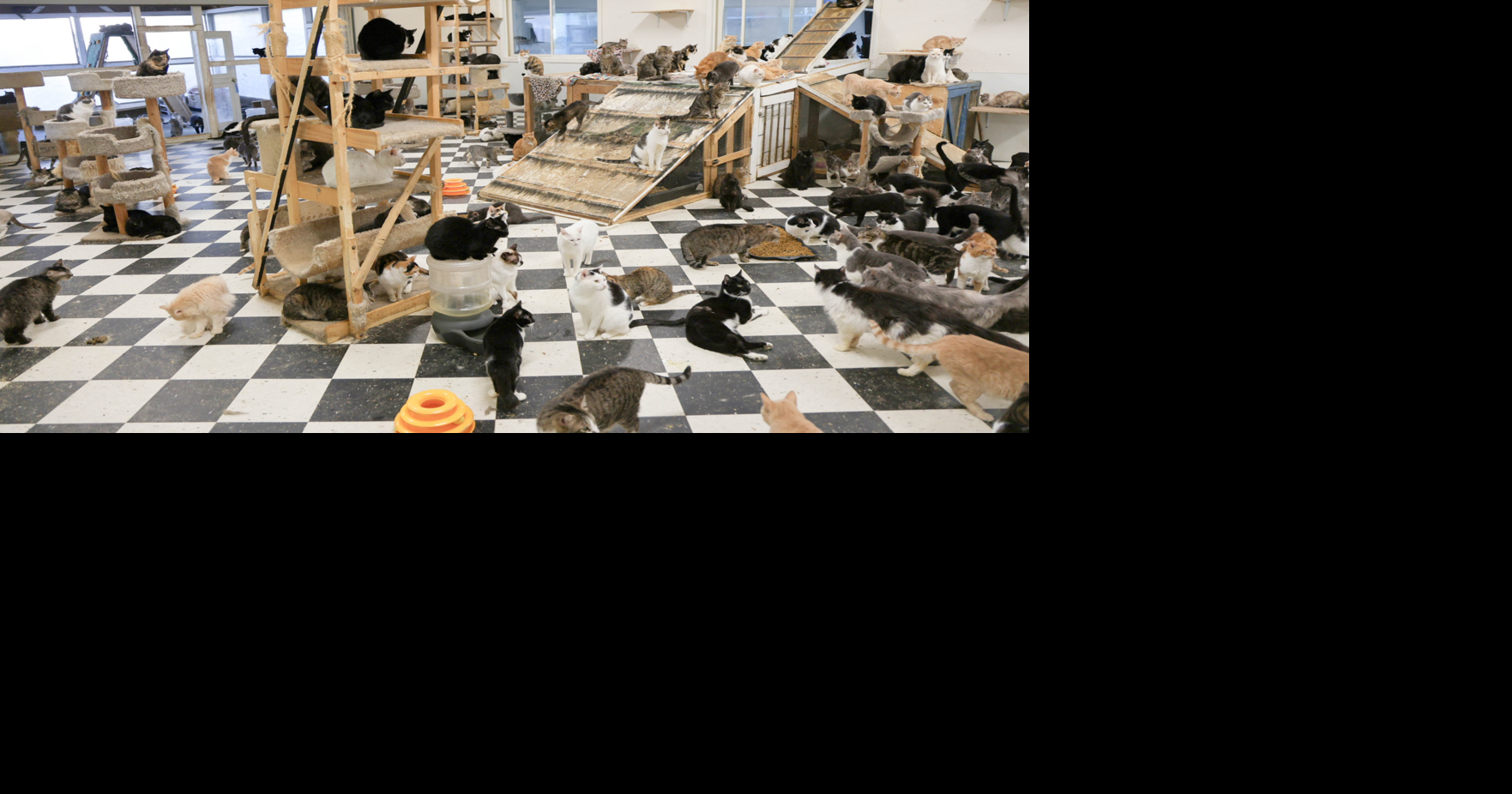 400 animals rescued from horrifying conditions at California ‘sanctuary ...