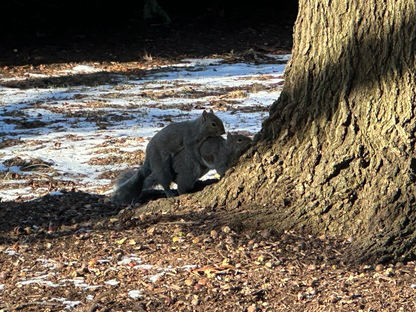 Before I retire, here's one last Squirrel of the Week | Creative ...