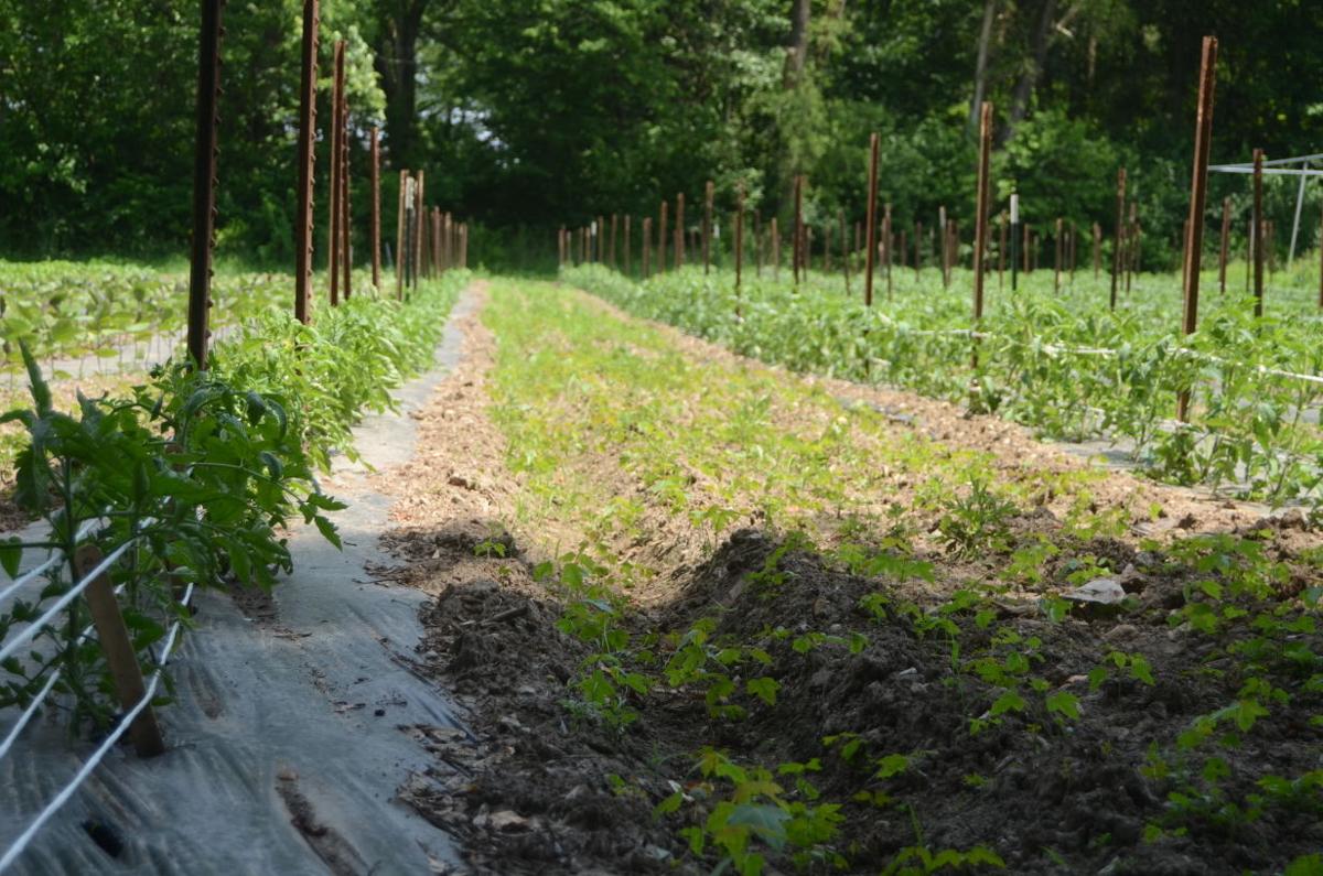 Students cultivate more than crops at Purdue Student Farm | Campus ...