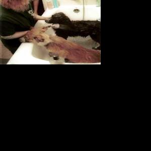 Group looks for help to wash, walk puppies | Features | purdueexponent.org