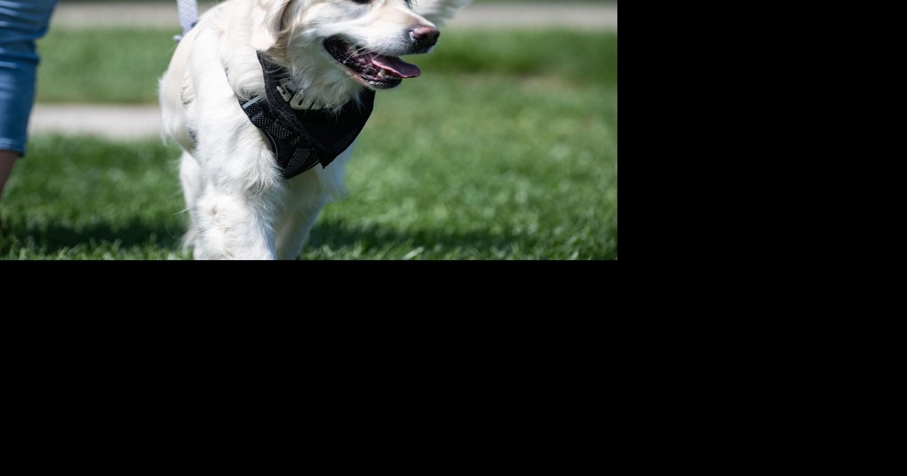 'Print Jockey': Purdue dogs go to class, teach their owners | Opinion ...
