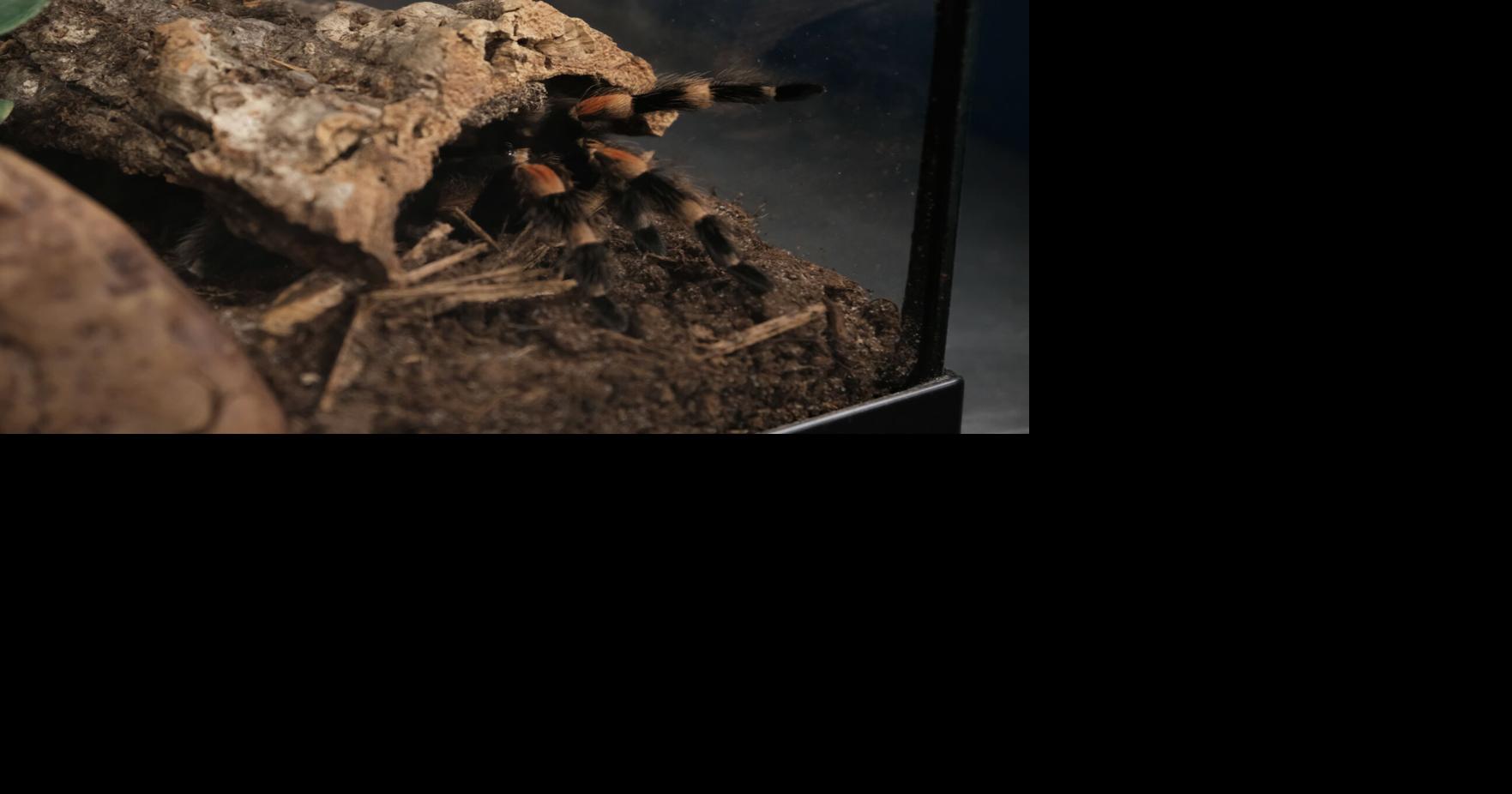 4/9/22 Bug Bowl, Mexican Red Knee | Campus | purdueexponent.org