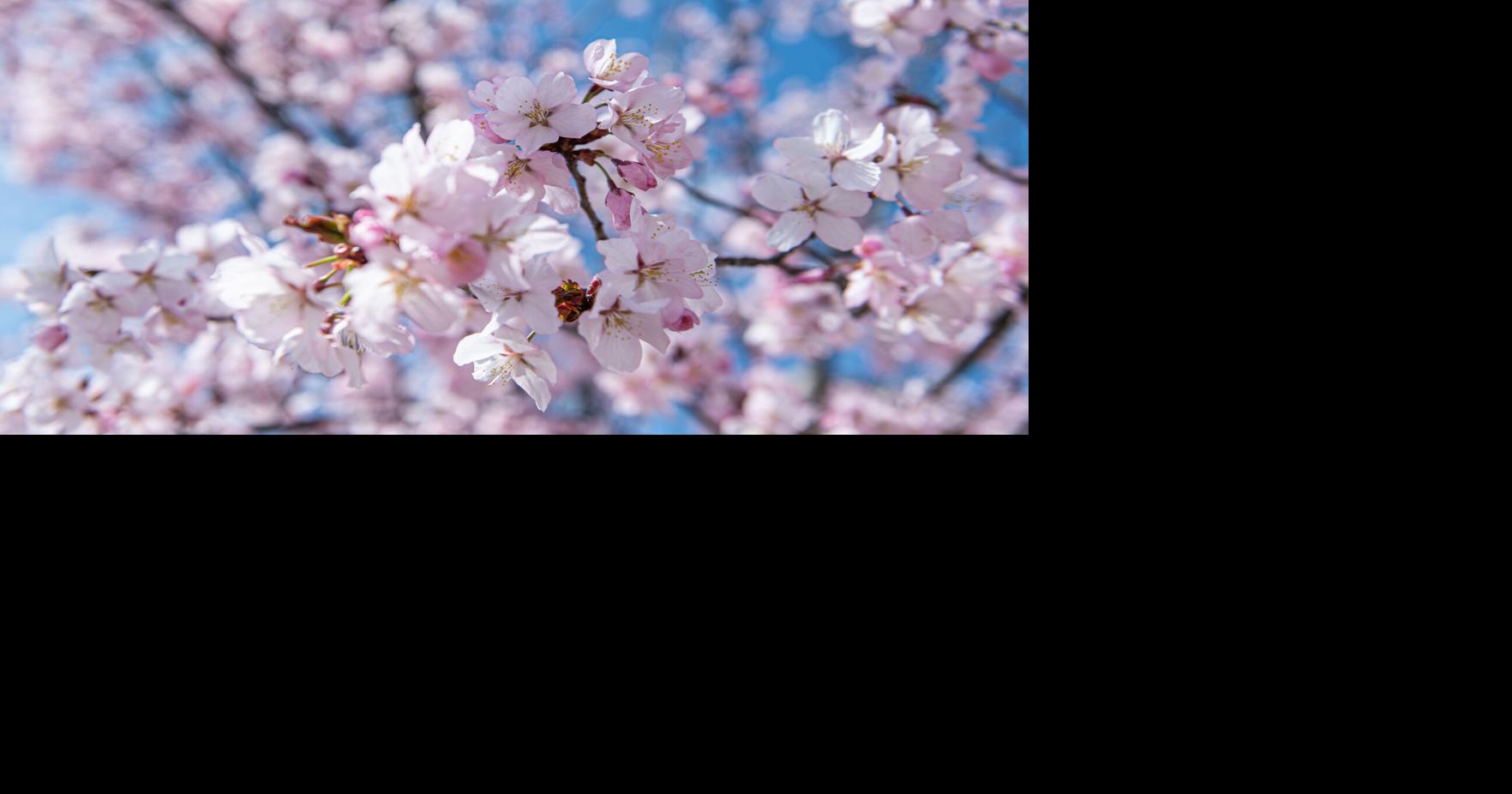 3/31/21 Daily Photo, Flowers | Campus | purdueexponent.org